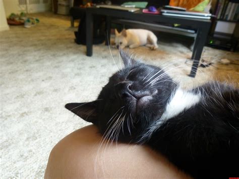 Well I Guess Im Not Going Anywhere Anytime Soon Cute Cats Hq