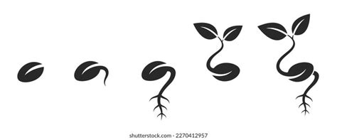 Seed Sprouting Illustration
