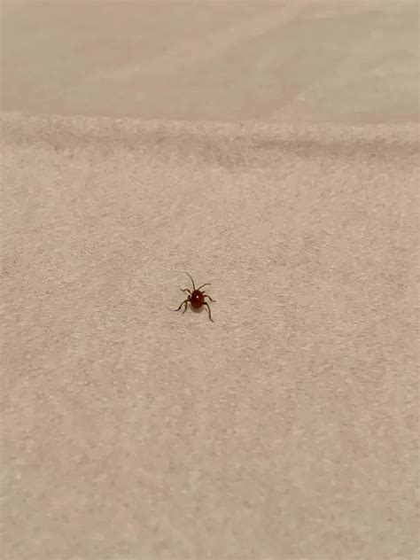 Stunning Images Of Insects