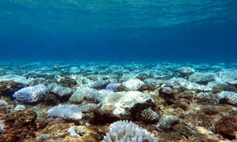 More Than Half Of Remote Reefs In Coral Sea Marine Park Suffered