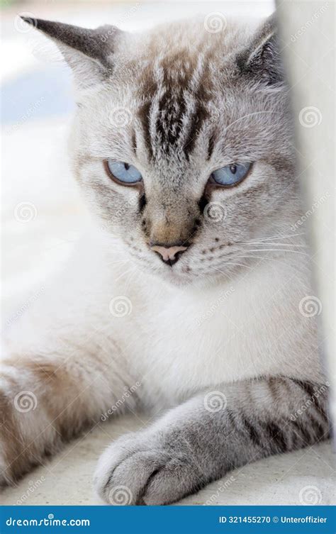 Lynx Point Ragdoll Cat Laying On A Home Office Desk Behind A Laptop