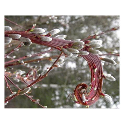 Wierzba Sachalińska Smocza