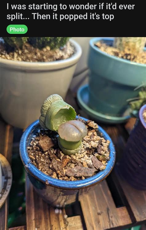 My Lithops After His Circumcision 🤗 R Houseplantscirclejerk