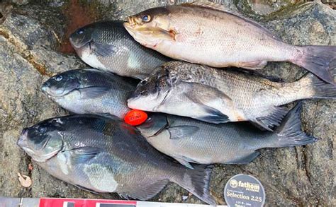 梅雨グレシーズンインの磯フカセ釣りで36cm頭にグレ連打【山口・蓋井島】 Tsurinews Part 2
