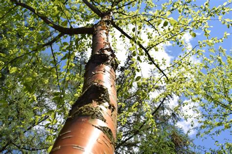 Peeling Bark Stock Image Image Of Color Bark Trunk 1245813