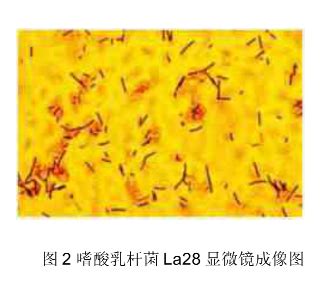 嗜酸乳杆菌La28一种有益的益生菌 知乎