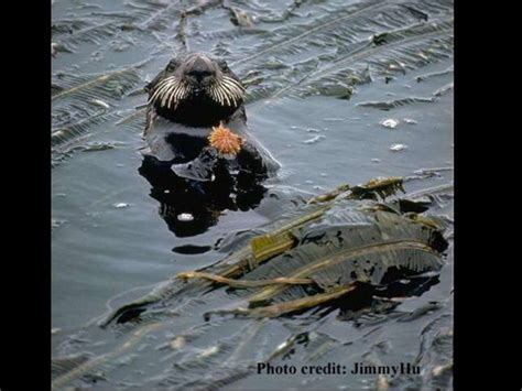 Dropping Science On Your Developer Ecosystem Lessons From Ecosystem