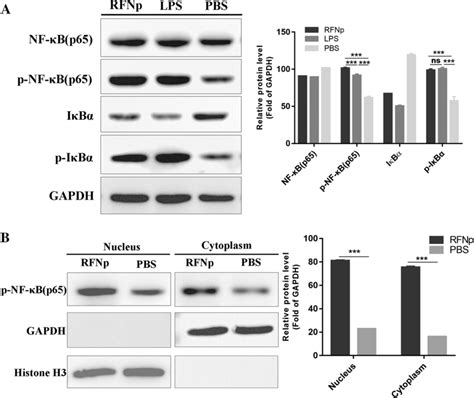 Rfnps Induced Bmdc Maturation By Nf κb P65 Mediated Signaling