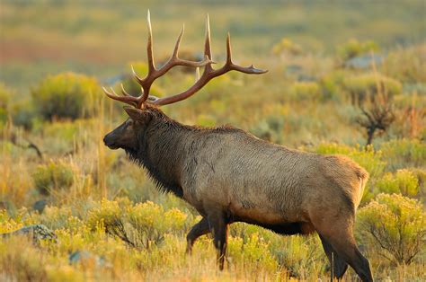 Elk Wallpapers Images Photos Pictures Backgrounds