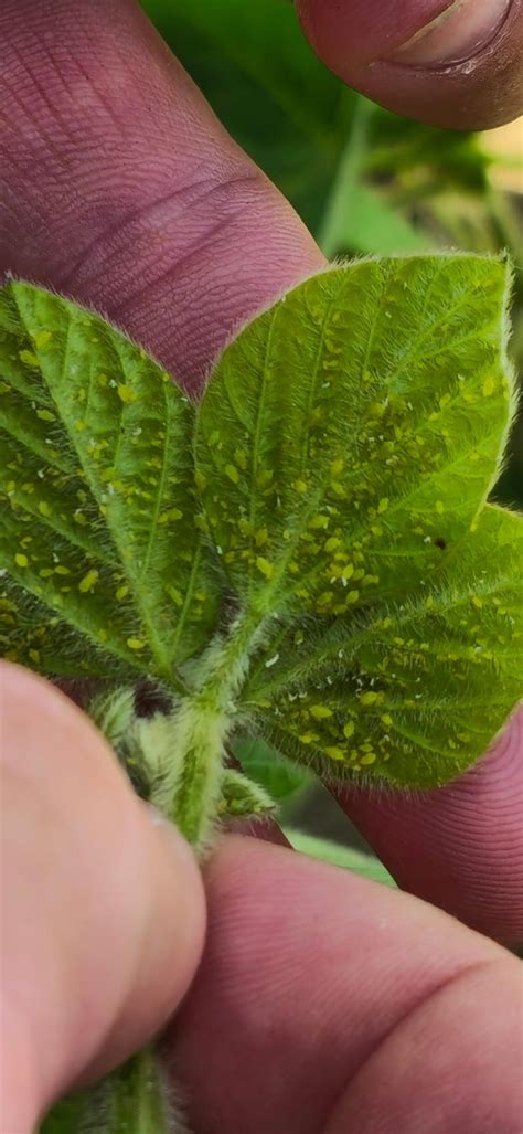 Wheat Petes Word June 25 Weather Whiplash A Soybean Aphid Alert