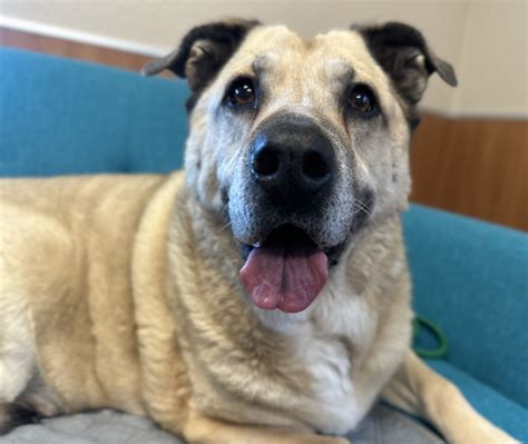 Chonkers Calaveras Humane Society