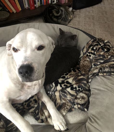 Lazy Sunday With The Crew R Velvethippos Lazy Sunday With The Crew R Velvethippos