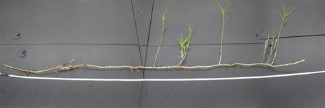 3 Clonal Plants Home