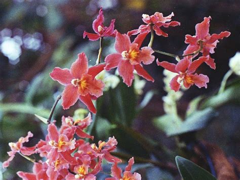 ดอกกล้วยไม้สีส้ม รูปภาพดอกไม้สวยๆ