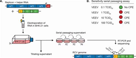 Schematic Representation Of The Rcv Detection Assay A Replicon And Download Scientific