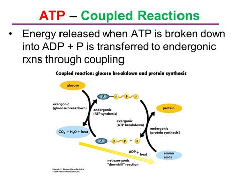 Coupling Endergonic And Exergonic Reactions Zaidmcyodom