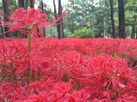 彼岸花の名所12選！秋の季節に行きたい全国の絶景スポット｜🍀greensnap（グリーンスナップ）
