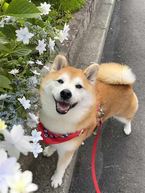 祥and柴犬のまるちゃん On Twitter 今日も˶˚ ᗨ ˚˶ ﾆﾊﾟｯ 柴犬のいる暮らし 柴犬