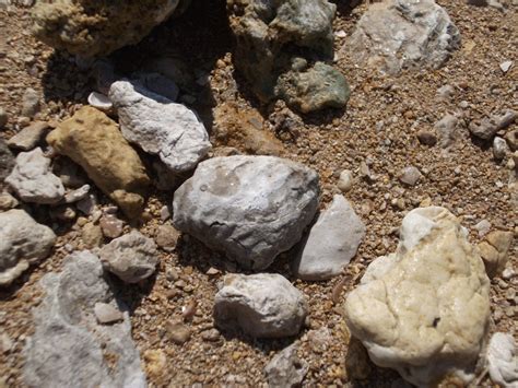 09 21 11 Field Hunt Marine Fossils Glen Rose Formation Travis