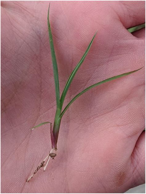 Knotroot Foxtail Setaria Parviflora Poir Kerguélen Seedling With
