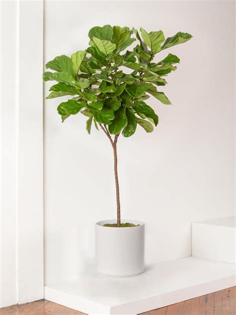 Buy A Fiddle Leaf Fig Tree Extra Large Léon And George Premium