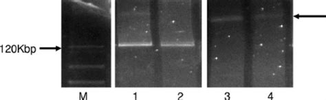 Plasmid Profile Of H4h Dh5 ␣ Transconjugants Obtained From Conjugation