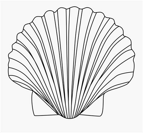 Shell Drawing