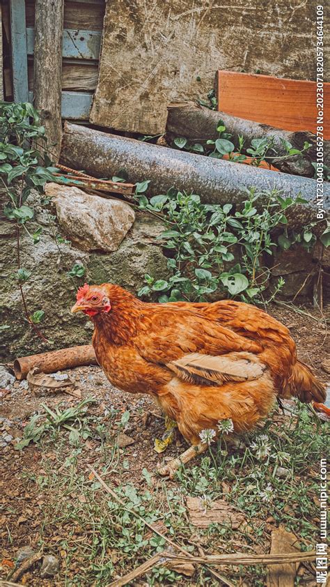母鸡摄影图家禽家畜生物世界摄影图库昵图网