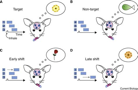 Neuroscience Illuminating Principles Of Odor Coding Current Biology