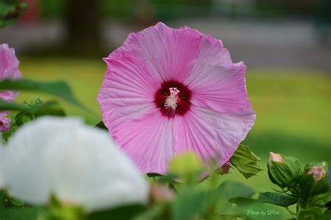 大輪の花 By ういっしゅ （id：9750094） 写真共有サイトphotohito