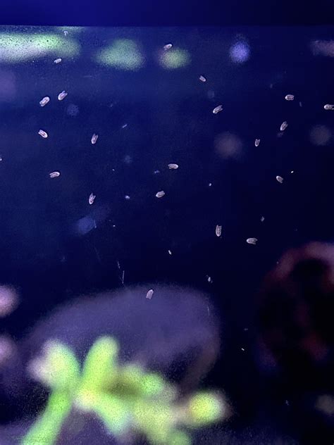 Lets Talk Flatworms And Fish Reef2reef