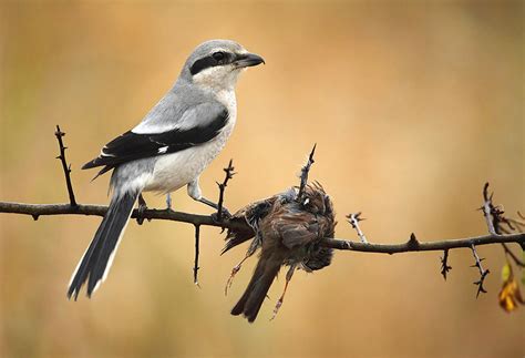 Loggerhead Shrike Facts Habitat Diet Life Cycle Pictures