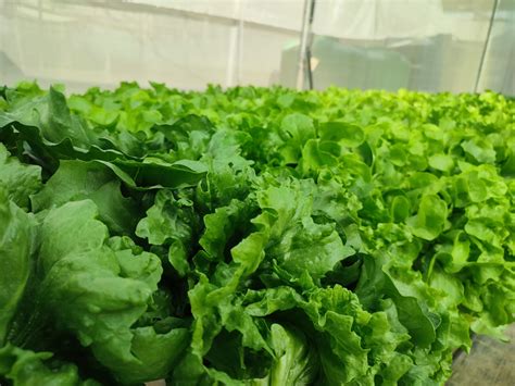 Gallery Hydroponics Nepal