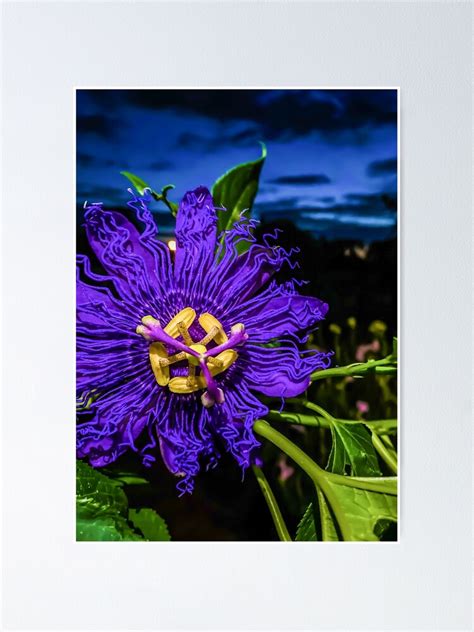 Passiflora Incarnata Poster For Sale By Ashleywcapps Redbubble