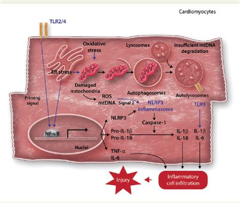 Figure 3 From Inflammation And Metabolic Cardiomyopathy Semantic Scholar