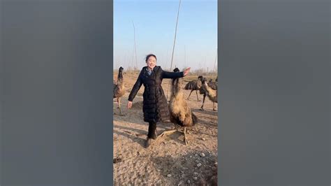 年就这样过完了， 都各自回归原来的生活轨迹 各自 忙碌，继续生活2024 加油 努力💪 鸵鸟 鸵鸟养殖基地 Youtube