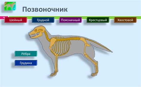 Практическая работа № 5 «Сравнение строения скелетов позвоночных