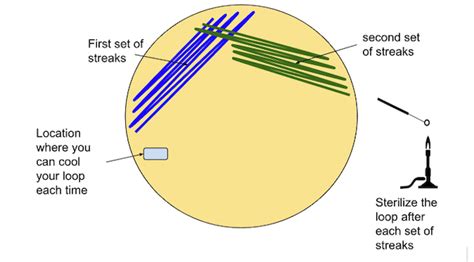 5 Aseptic Technique And Streak Plates Biology Libretexts