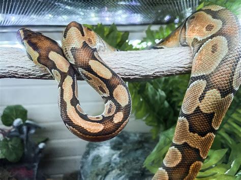 Ball Pythons Semi Arboreal R Ballpython