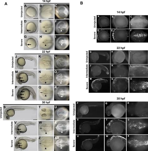 Temporal And Spatial Characterization Of Representative Mo Induced
