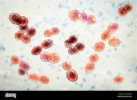 Streptococcus Lactis Microscopic
