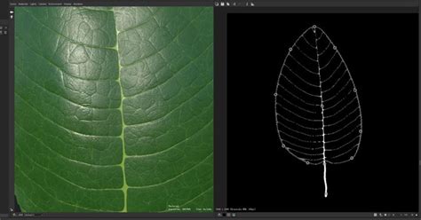 A Free Leaf Node For Substance 3d Designer Leaves Environment Design