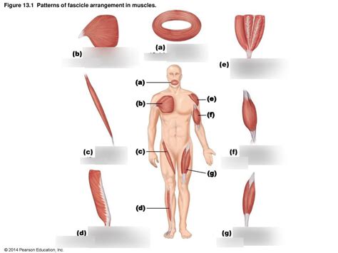 Figure 13 1 Patterns Of Fascicle Arrangement In Muscles Diagram Quizlet