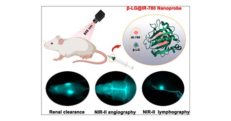 Ultrabright Renal Clearable Cyanine Protein Nanoprobes For High Quality Nir Ii Angiography And