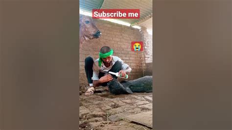 😭😭 गौ माता को रक्षा करना भगवान Trending Video Youtube