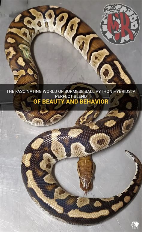 The Fascinating World Of Burmese Ball Python Hybrids A Perfect Blend