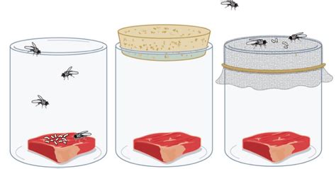 Experimento La GeneraciÓn EspontÁnea BiologÍa Y GeologÍa