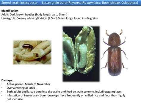 1588457070 Stored Grain Insect Pestspptx