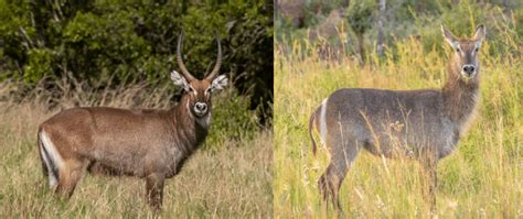 4 Antelope Species Found In Gabon 2026 Bird Watching Hq