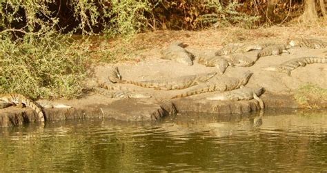 Rêver de crocodile Interprétations exactes du rêve de crocodile